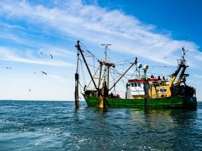 What we catch vs what we eat: Nutrition and sustainability in the UK ...